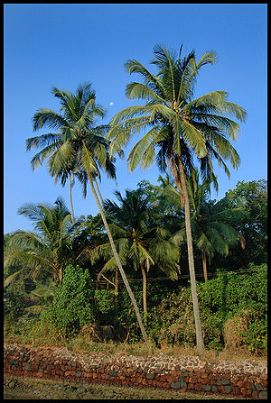नारियल - भारतकोश, ज्ञान का हिन्दी महासागर
